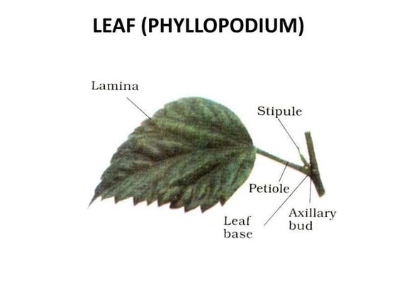 Leaf apex type | PDF | Geology | Science