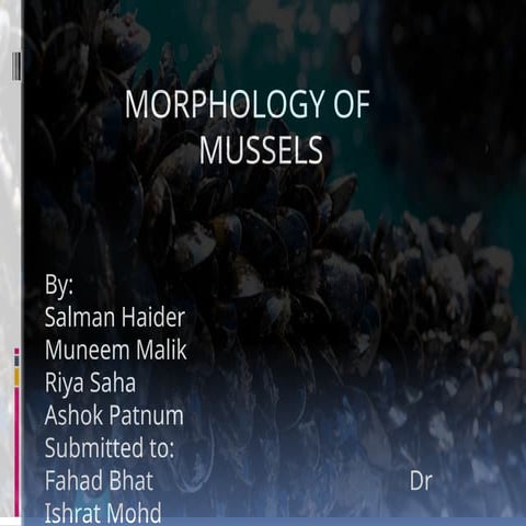 Morphology of mussles.pptx detailed explanation | PPTX