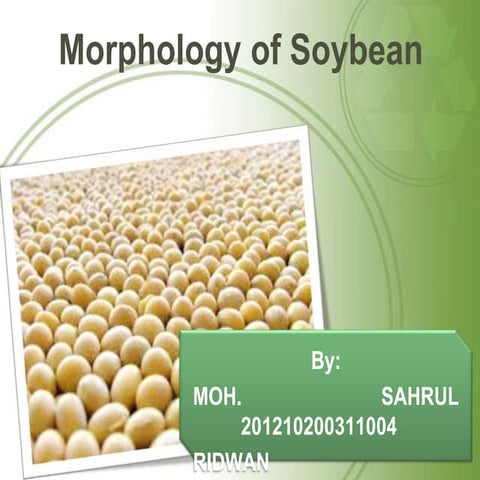 Morphology of soybean | PPTX