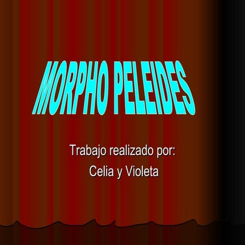 Morpho peleides | PPT