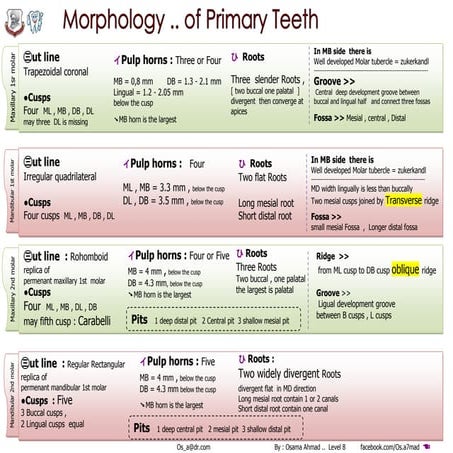Morphology of primary teeth | PDF