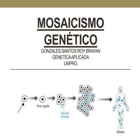 Mosaicismo genético diapositivas | PPTX