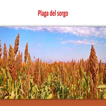 Mosca de la panojaMosquita del sorgo, Mosquita de la panoja o Mosquita ...