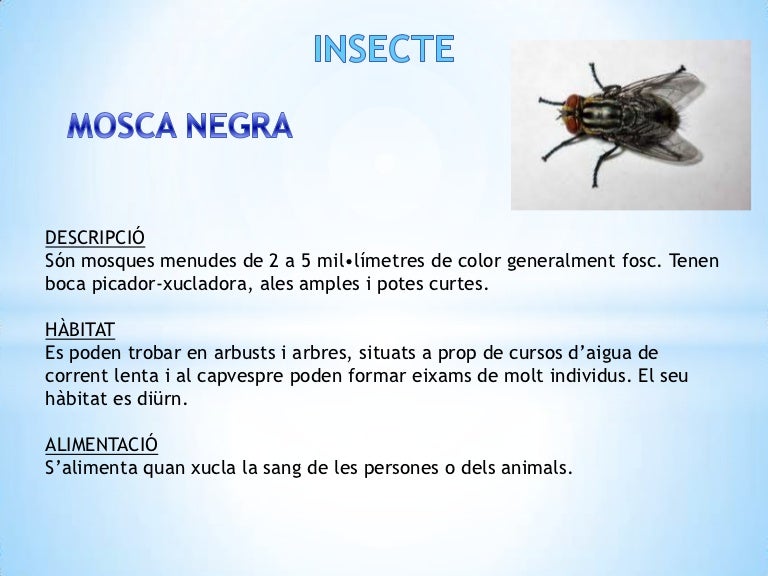 Mosca negra