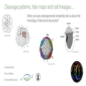 Cleavage patterns, fate maps and cell lineages… What can early ...