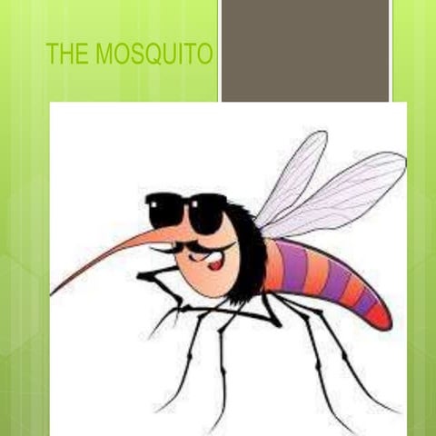 Mosquito | PPTX | Pets