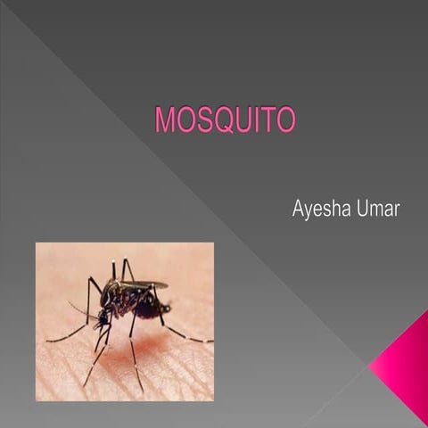 mosquito.pptx