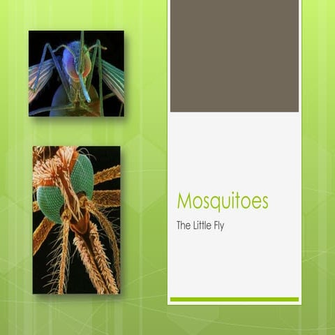Mosquitoes | PPTX