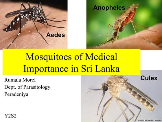 Difference between major mosquito species (Anophele, Culex and Aedes sp.) | PPTX