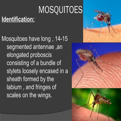 Mosquitoes | PPT