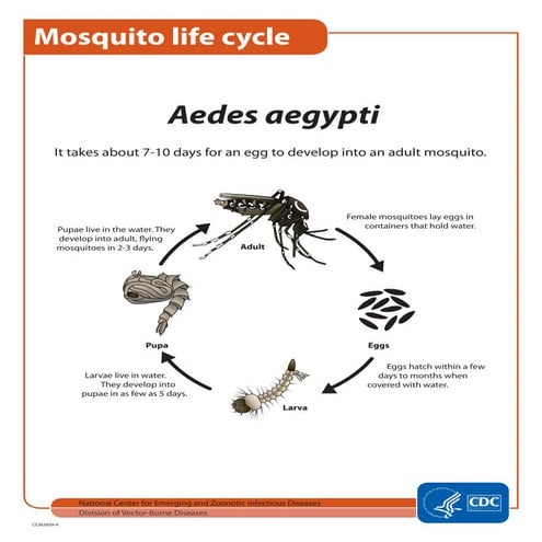 Mosquito Life Cycle Time