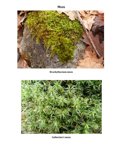 Herb Layer Medicinal Plants.pdf