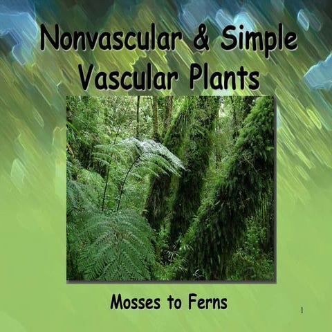 Plant divisions mosses and ferns | PPT