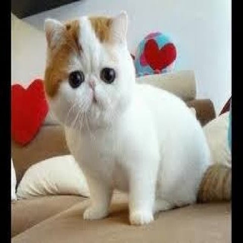 Most funny cat videos | PPT