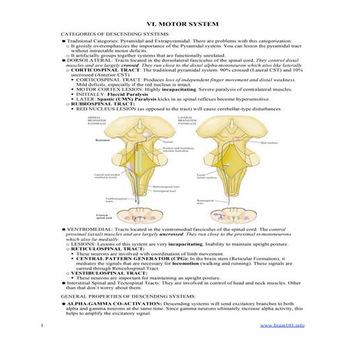 Motor System (Neurology 2) | PDF