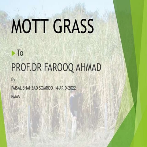 Mottgrass | PPT