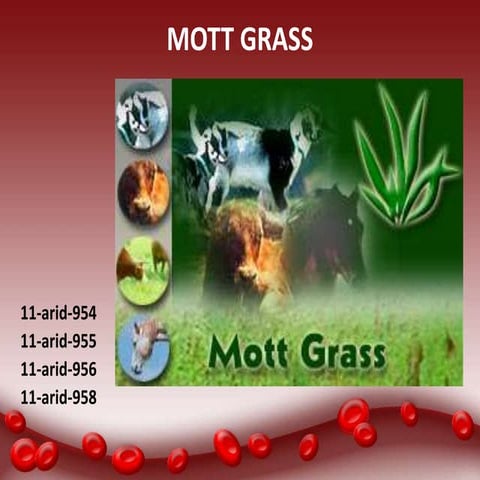 Mott grass | PPTX | Agriculture | Industries