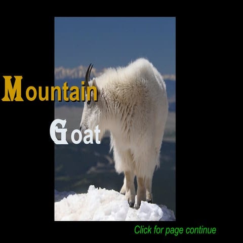 Mountain goat | PPT