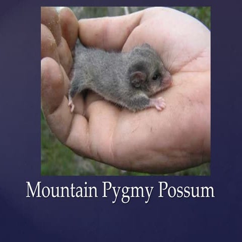 Mountain pygmy possum | PPTX