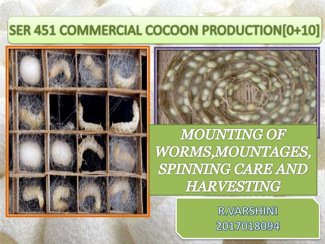 Sericulture - Post Cocoon Technology / Processing of Cocoons | PPTX