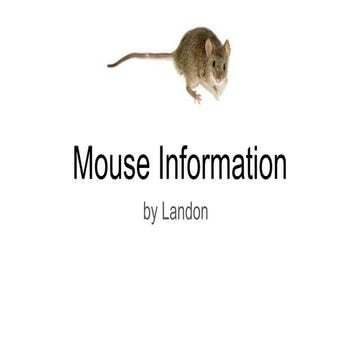 Mouse Information | PPTX