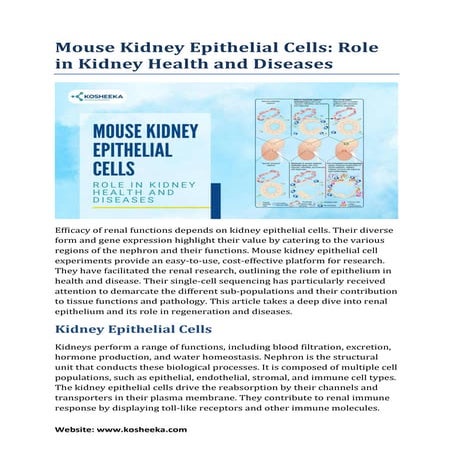 Stem Cell Therapy For Spinal Cord Injury: Hope For Paralyzed Patients | PDF