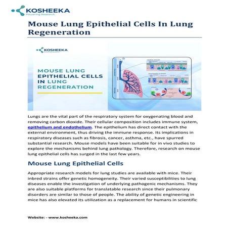 Mouse Lung Epithelial Cells In Lung Regeneration - Kosheeka | PDF