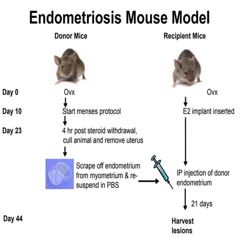 model hewan coba endometriosis memakai mice | PPTX