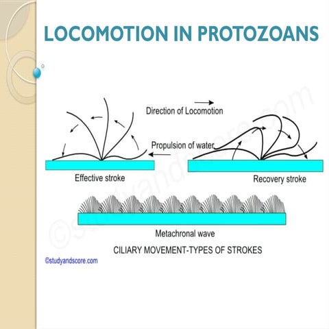 protozoa MOVEMENT and classes of protozoa .pptx