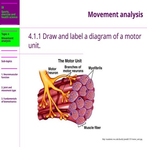 Movement_analysis.pptx his process involves a cycle where myosin heads ...