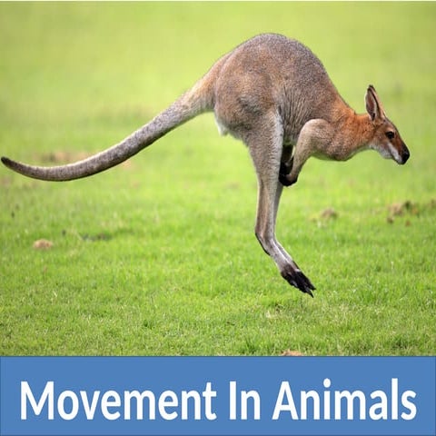 Movement In Animals | PPTX