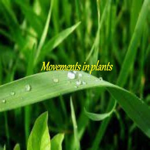 Movement in plants | PPTX