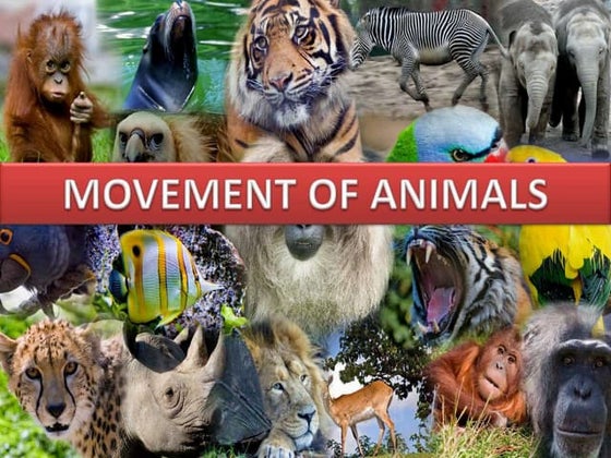 Homes of animals | PPT