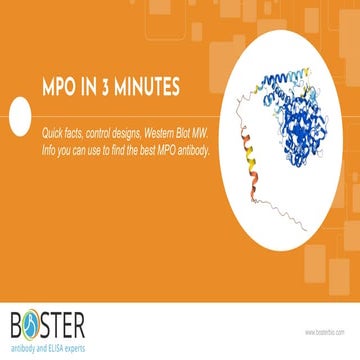 Learn MPO in 3 minutes | Myeloperoxidase | PPTX