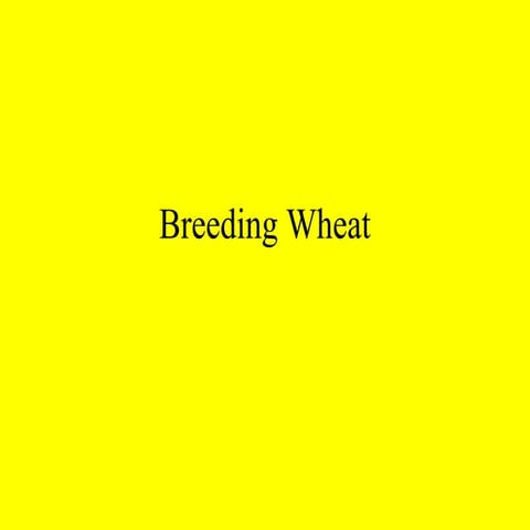 Mpt 13 wheat breeding | PPT