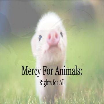 Mercy for Animals class presentation | PPTX