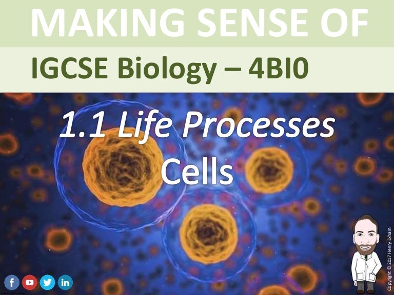 Mr Exham Igcse Biology Cells