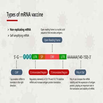 mRNA vaccine-6 | PPT