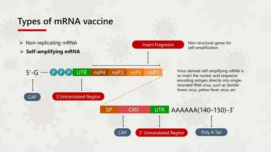 mRNA vaccine-6 | PPT
