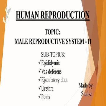MALE REPRODUCTIVE SYSTEM || HUMAN REPRODUCTION || PART 2 || BIOLOGY ...