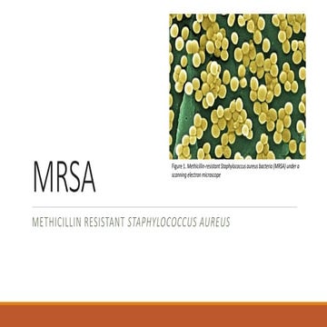 Mrsa | PPTX | Infectious Diseases | Diseases and Conditions