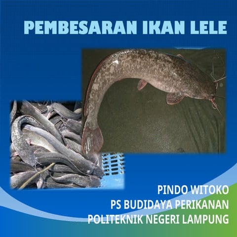 budidaya_ikan_lele.ppt khususnya untuk pembesaran | PPT