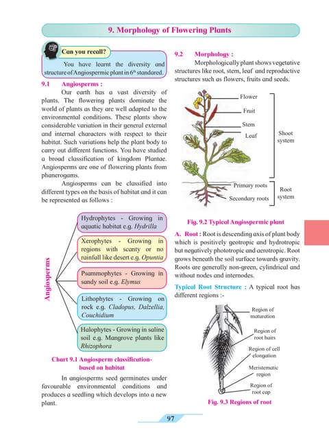 Modifications of roots | PPTX