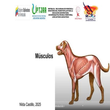 Músculos que comprenden los animales anatomía animal 1 | PPT