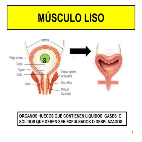 MUSCULO LISO - Primera Unidad - Histologia.pdf