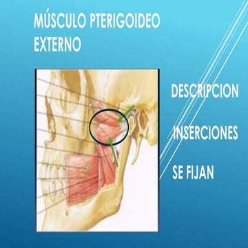MÚSCULO PTERIGOIDEO EXTERNO -DESCRIPCIÓN - INSERCIONES - FIJACIÓN | PPTX