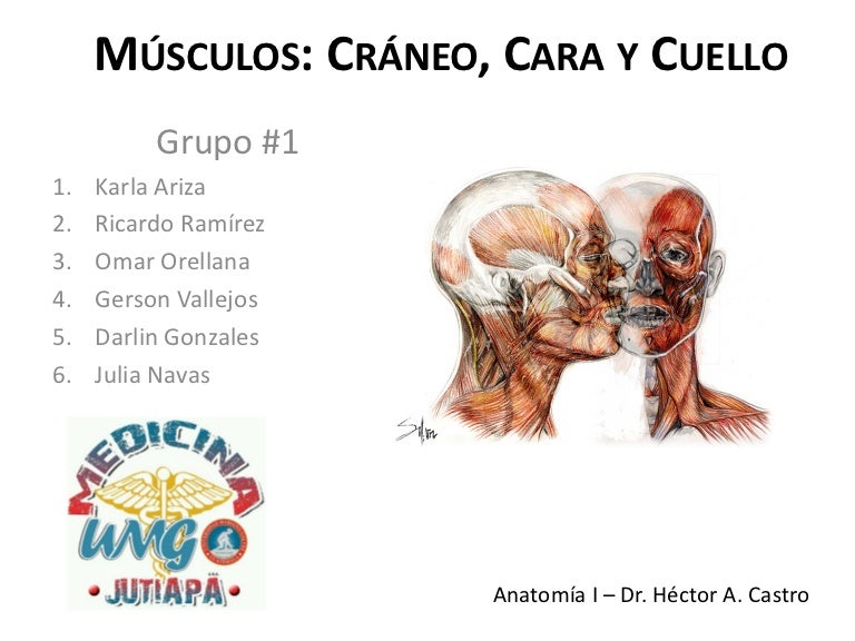 Anatomia I Miologia Musculos De La Cara Y Cuello Youtube