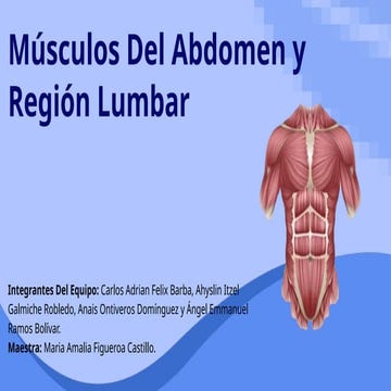 Musculos del abdomen | PPTX