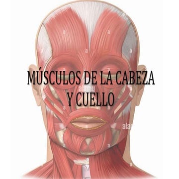 Anatomy and Function of Facial and Neck Muscles in Animals | PPTX