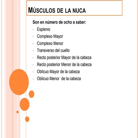 Anatomía Del Cuello | PPT